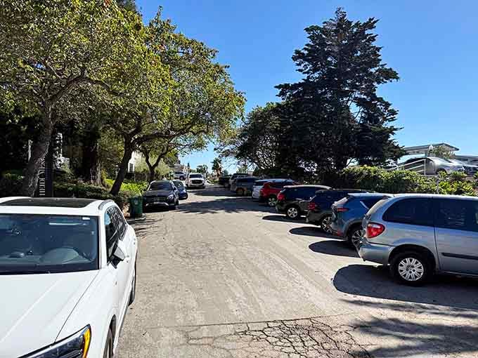 Windswept trees frame ocean views from this bluff-top paradise where parking spots come with million-dollar coastal panoramas absolutely free.