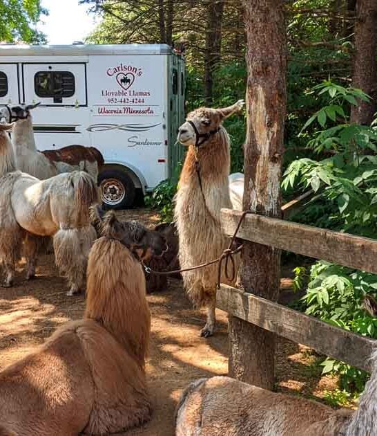 adorable llama farm minnesota ftr