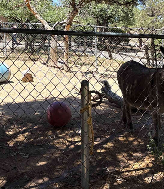 arizona zoo unforgettable day ftr