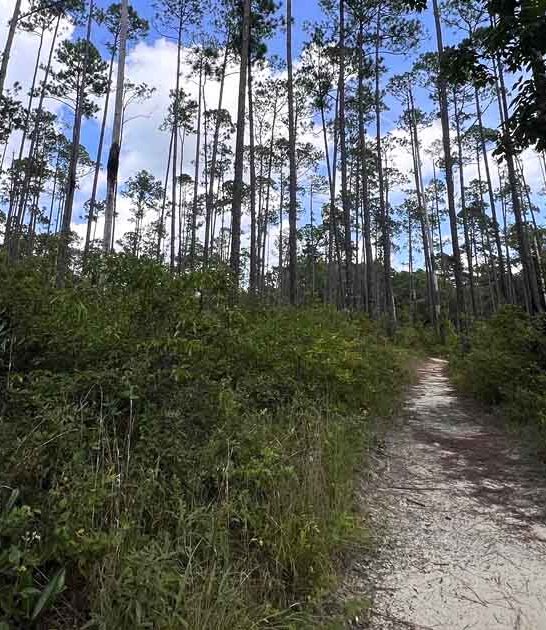 beautiful waterfall hike florida ftr
