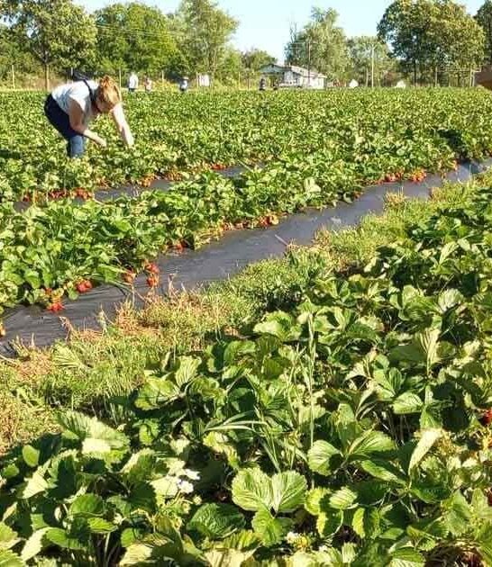 berry farm experience missouri ftr