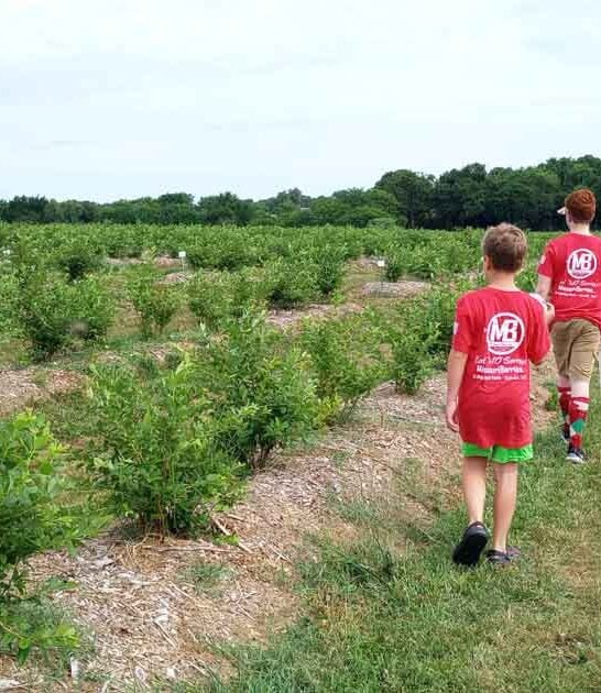 berry picking farm missouri ftr