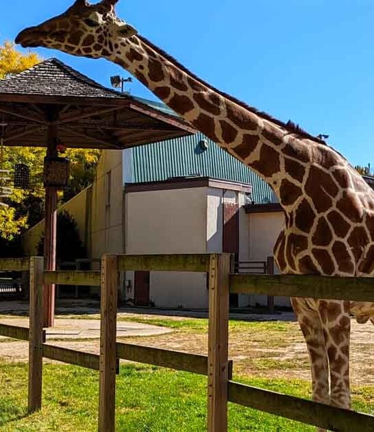 best free zoo wisconsin ftr