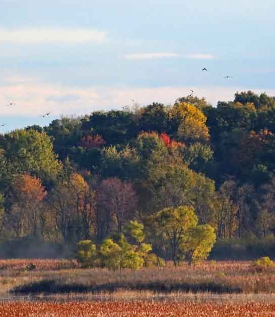 birding trail michigan species ftr