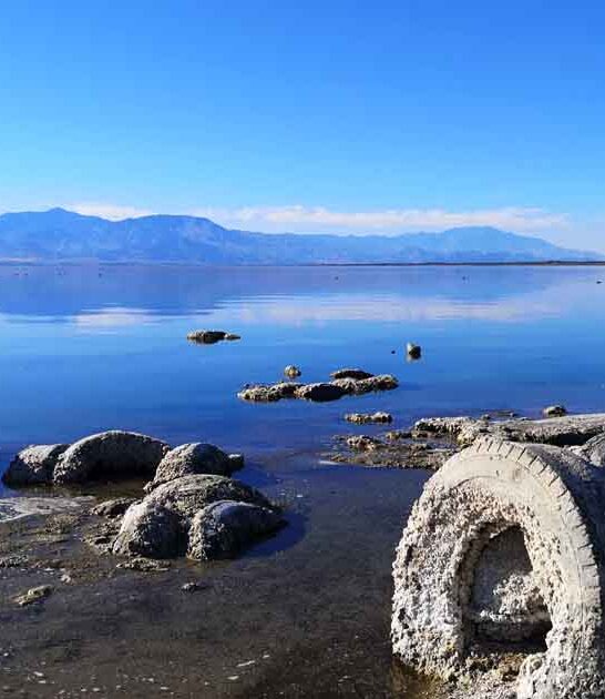 bone covered beach california ftr