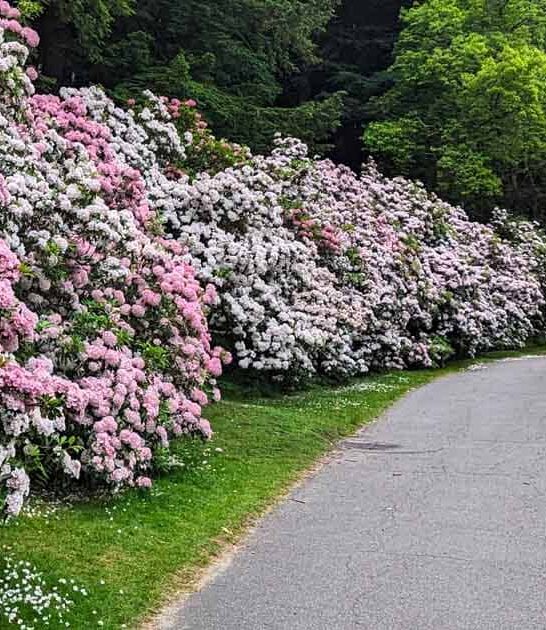 breathtaking arboretum massachusetts ftr