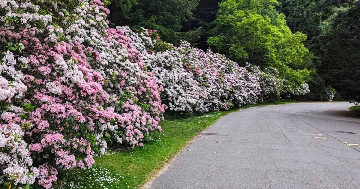 Most People Don't Know About This Breathtaking 281-Acre Arboretum In ...