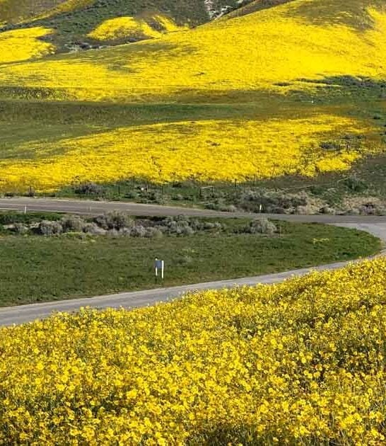 california dazzling poppy show ftr
