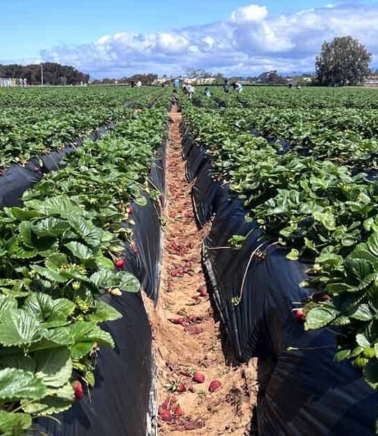 california family farm strawberries ftr