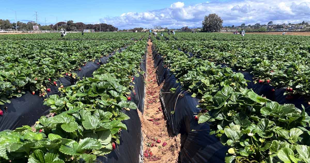 Spend A Sun-Soaked Day Picking Strawberries At This Gorgeous Family ...