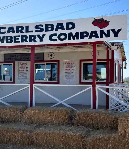 california family strawberry farm ftr