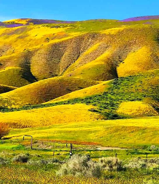 california golden poppies wonderland ftr