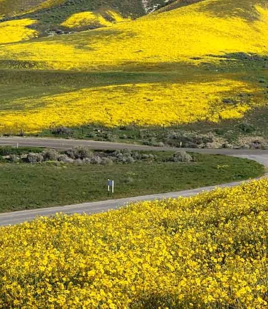 california magical golden poppies ftr