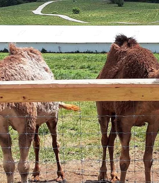 charming indiana farm trip ftr