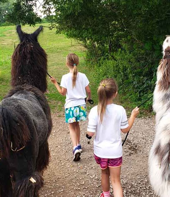 charming llama farm minnesota ftr
