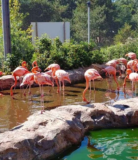 charming massachusetts family zoo ftr
