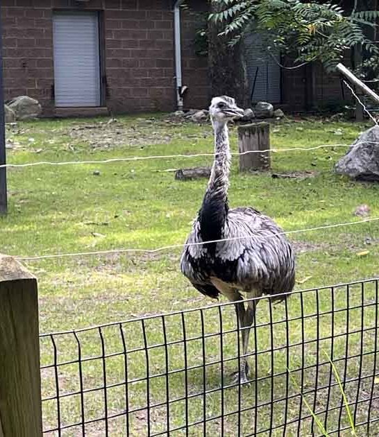 charming new jersey zoo ftr