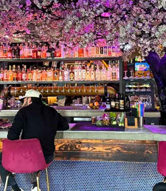 cherry blossom california restaurant ftr