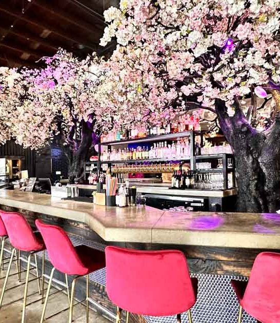 cherry blossom california spot ftr