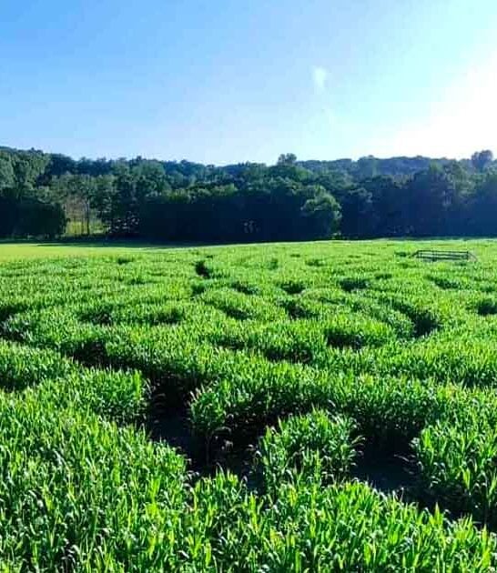 corn maze farm connecticut ftr