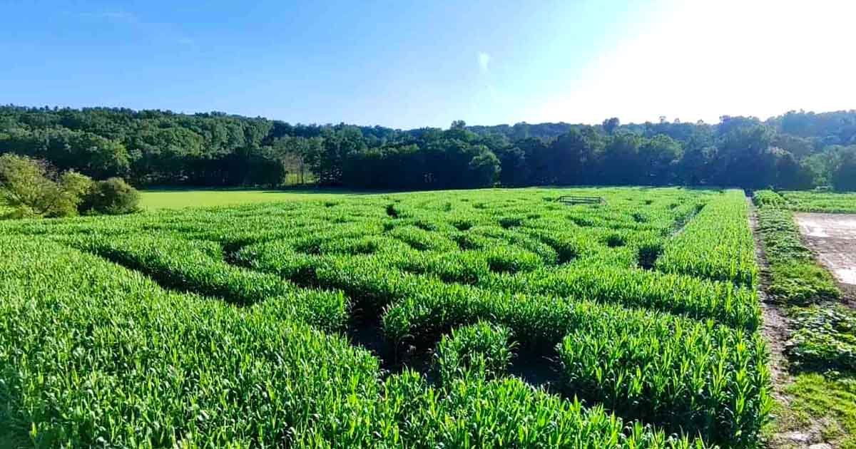 This 300-Acre Connecticut Farm Has A Dinosaur-Themed Corn Maze With GPS ...
