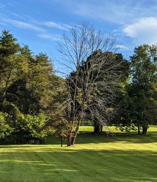 dreamy state kentucky park ftr