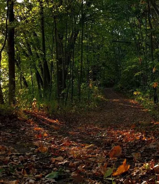 enchanting michigan trail bird ftr