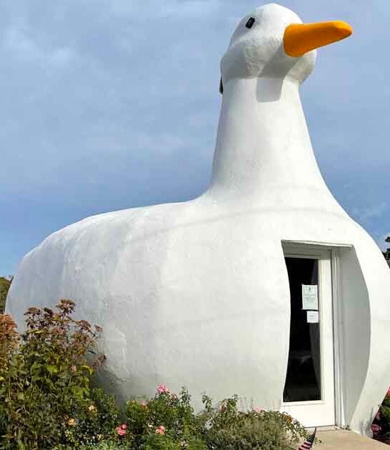 enormous duck new york ftr