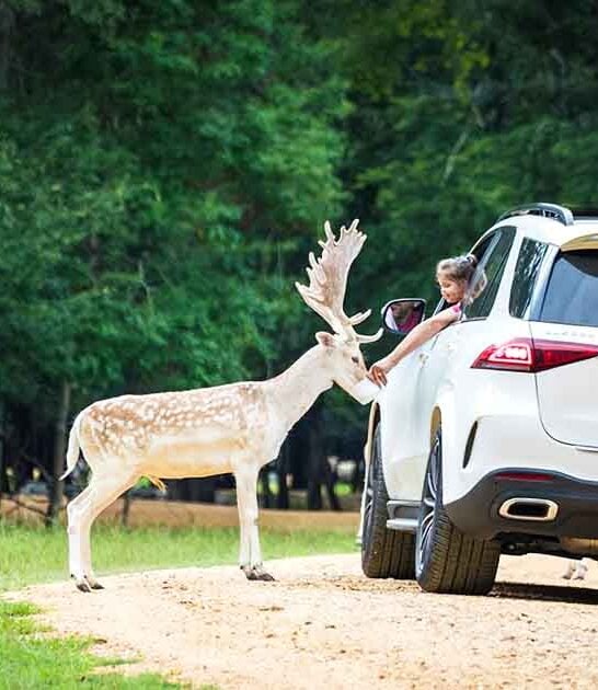 epic attractions drive alabama ftr