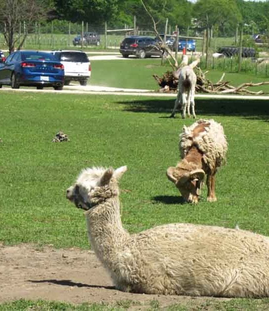 family zoo illinois adventure ftr