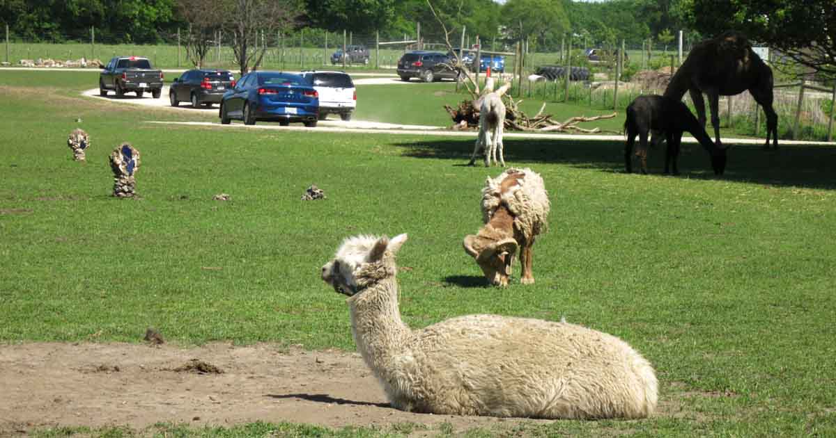 The Charming Illinois Zoo That Should Be On Every Family's Bucket List