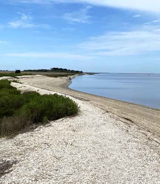georgia fossil hunting beach ftr