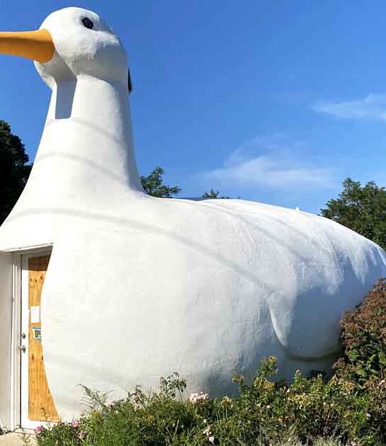 giant duck new york ftr