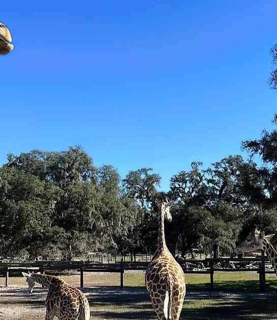 giraffe encounter florida dreams ftr