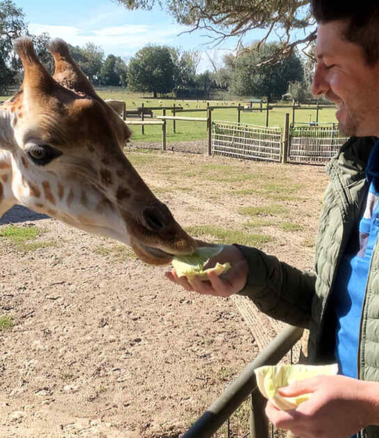 giraffes florida ranch magic ftr