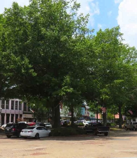 hallmark south carolina dream ftr