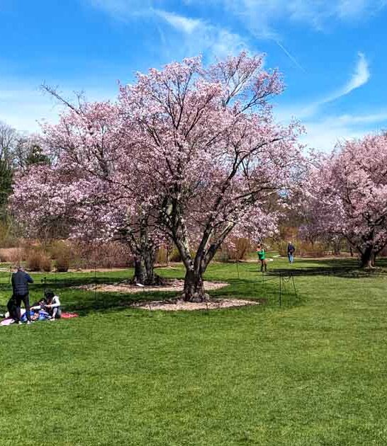 hidden arboretum massachusetts ftr