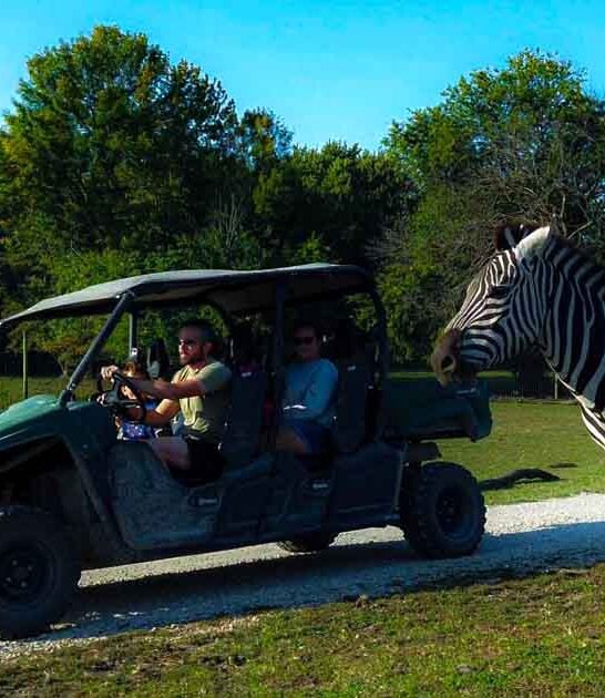 illinois drive thru safari ftr