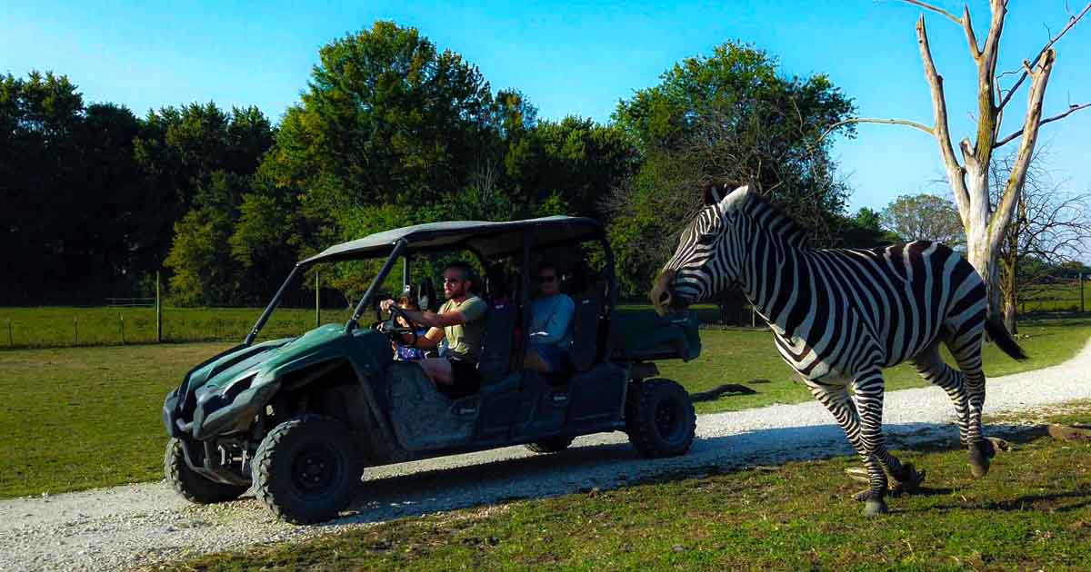 Most People Don't Know About This Incredible Drive-Thru Safari In Illinois