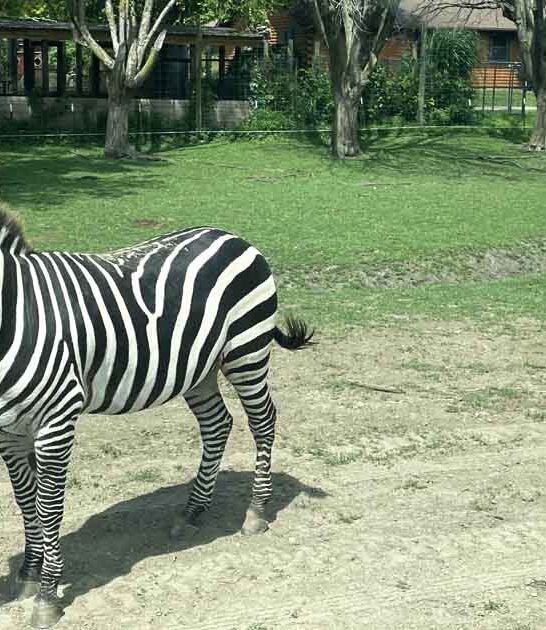 illinois hidden safari park ftr