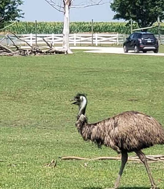 illinois mind blowing safari ftr