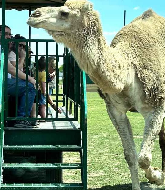 illinois safari park adventure ftr
