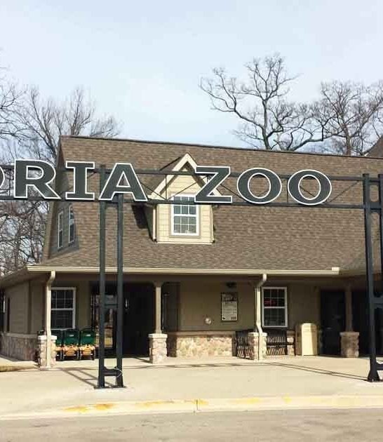illinois stunning zoo giraffes ftr