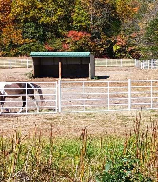 incredible animal ranch missouri ftr