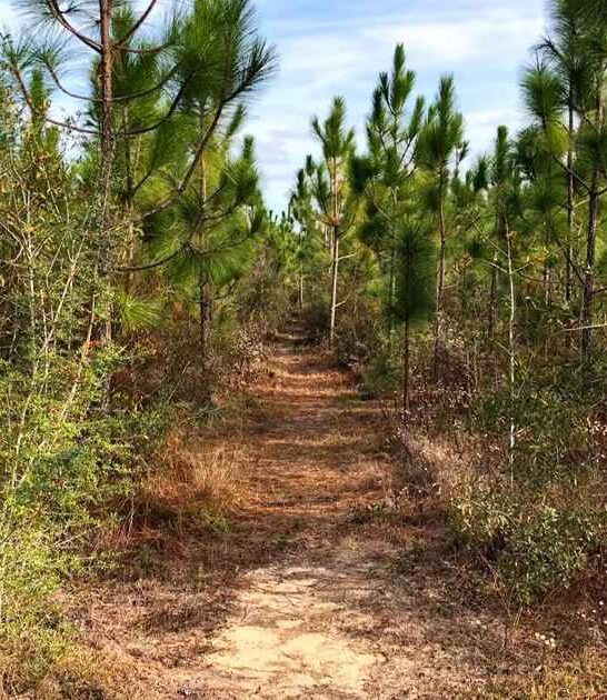 incredible florida trail ftr