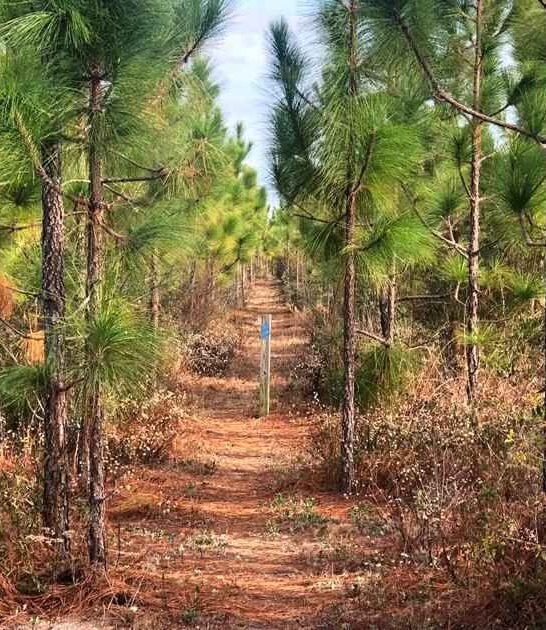 incredible florida trail surprise ftr