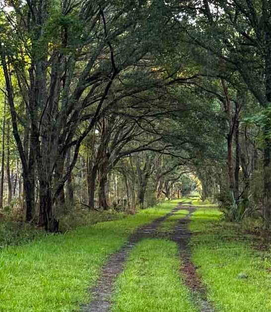 incredible wildlife south carolina ftr