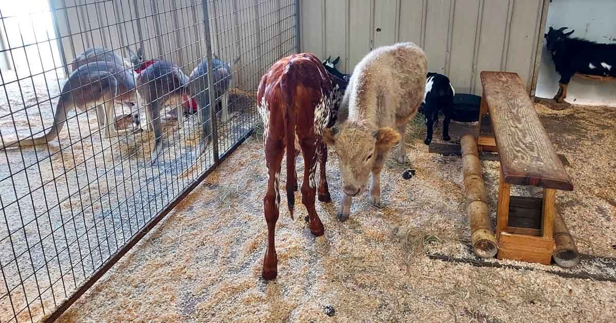 Most People Don't Know About This Incredible Farm In Indiana
