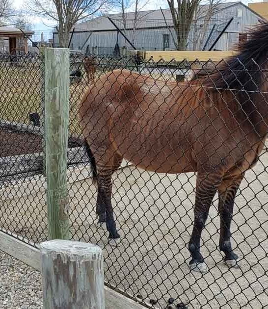 known kentucky zoo attention ftr