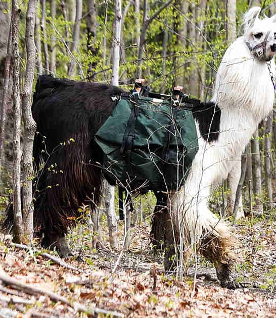 llama hike new york ftr